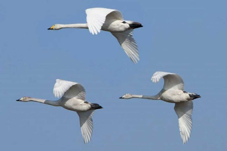 Animals & Plants – Discover Portrush