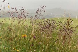 Animals & Plants – Discover Portrush