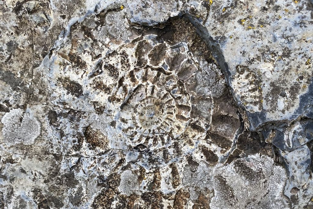 Fossils – Discover Portrush